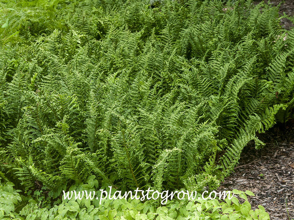 Crested Lady Fern (Athyrium filix-femina Vernoniae Cristata) | Plants ...