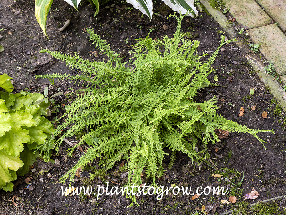 Victoriae Lady Fern (Athyrium filix-femina) | Plants To Grow Plants ...