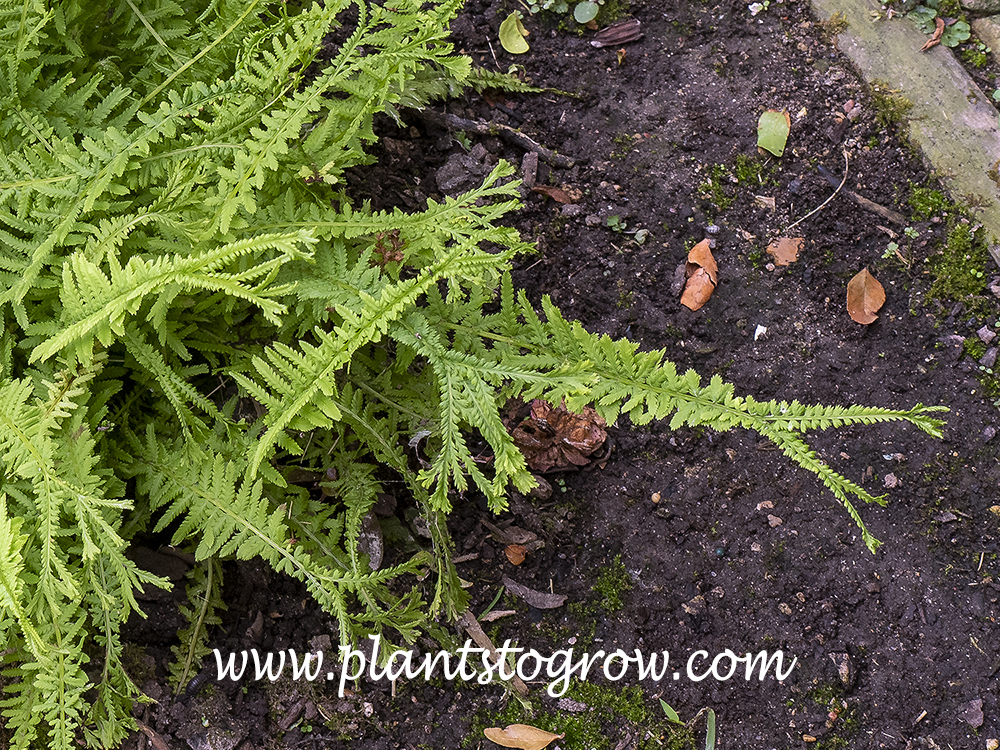 Victoriae Lady Fern (Athyrium filix-femina) | Plants To Grow Plants ...