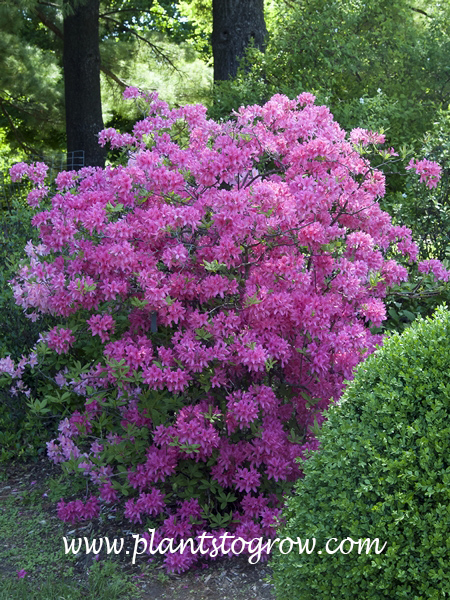 Rosy Lights Azalea | Plants To Grow Plants Database by Paul S. Drobot