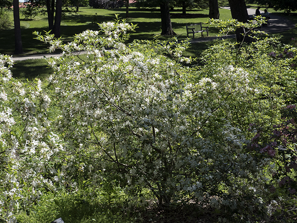 | Plants To Grow Plants Database by Paul S. Drobot