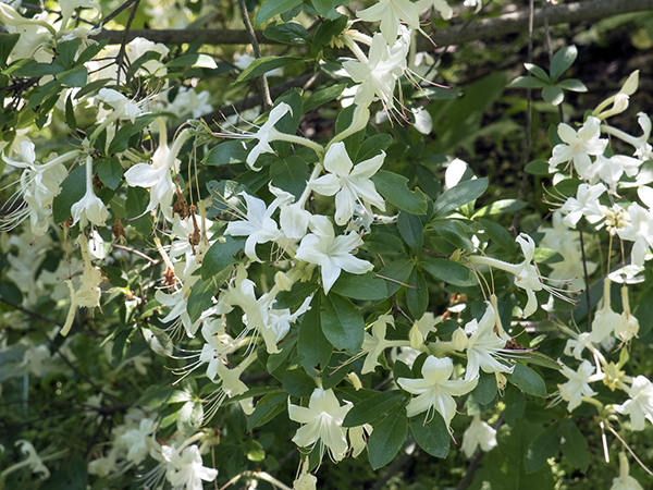 | Plants To Grow Plants Database by Paul S. Drobot