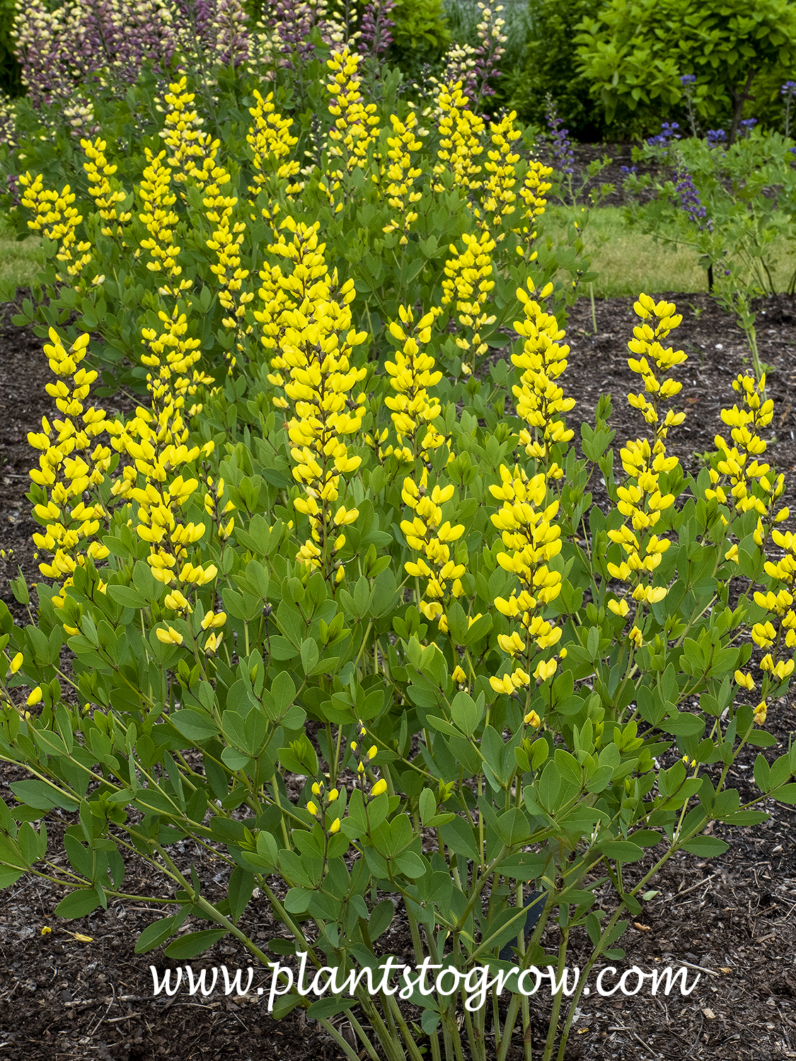 Baptisia American Goldfinch
