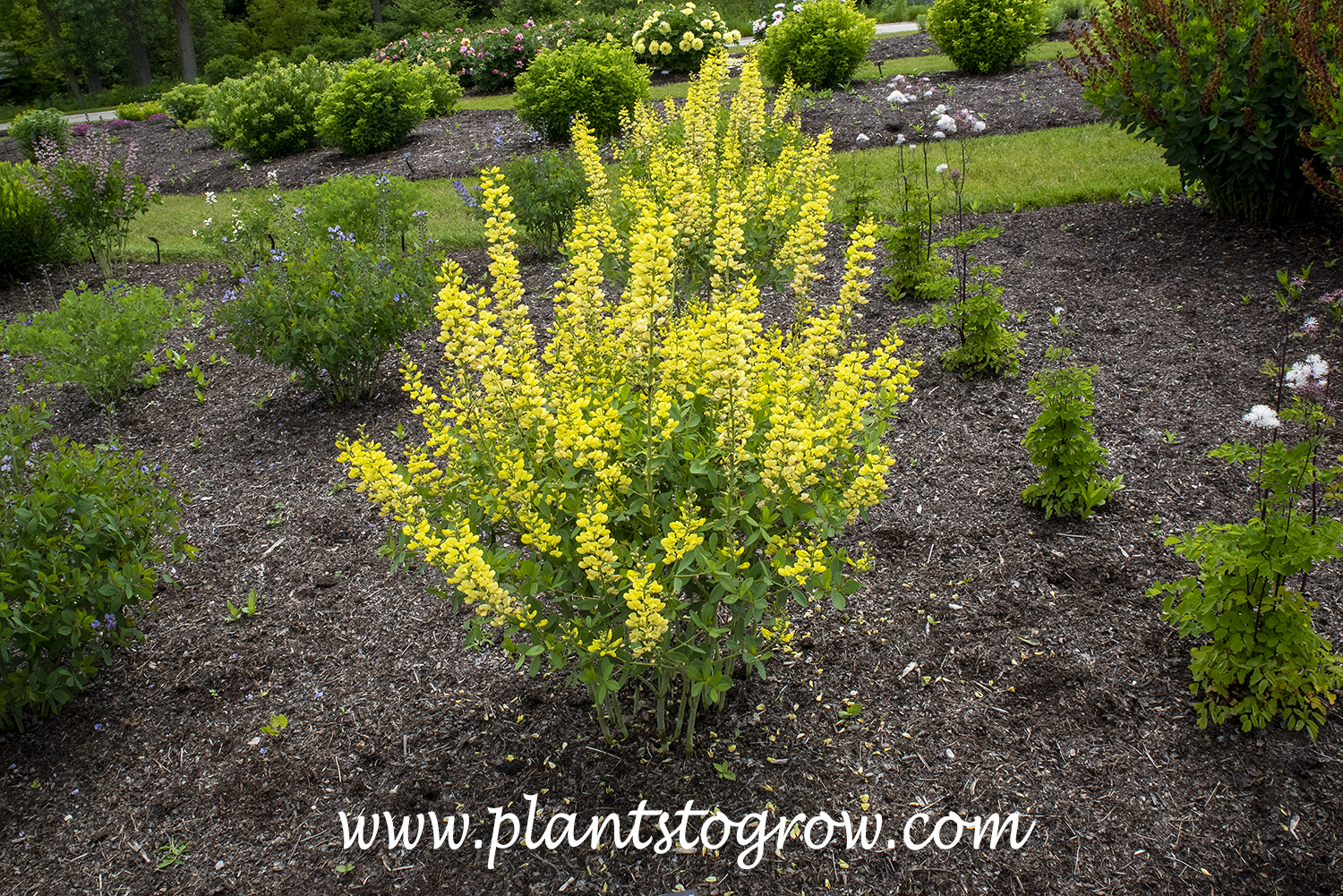 'Blonde Bombshell' Baptisia | Plants To Grow Plants Database by Paul S ...