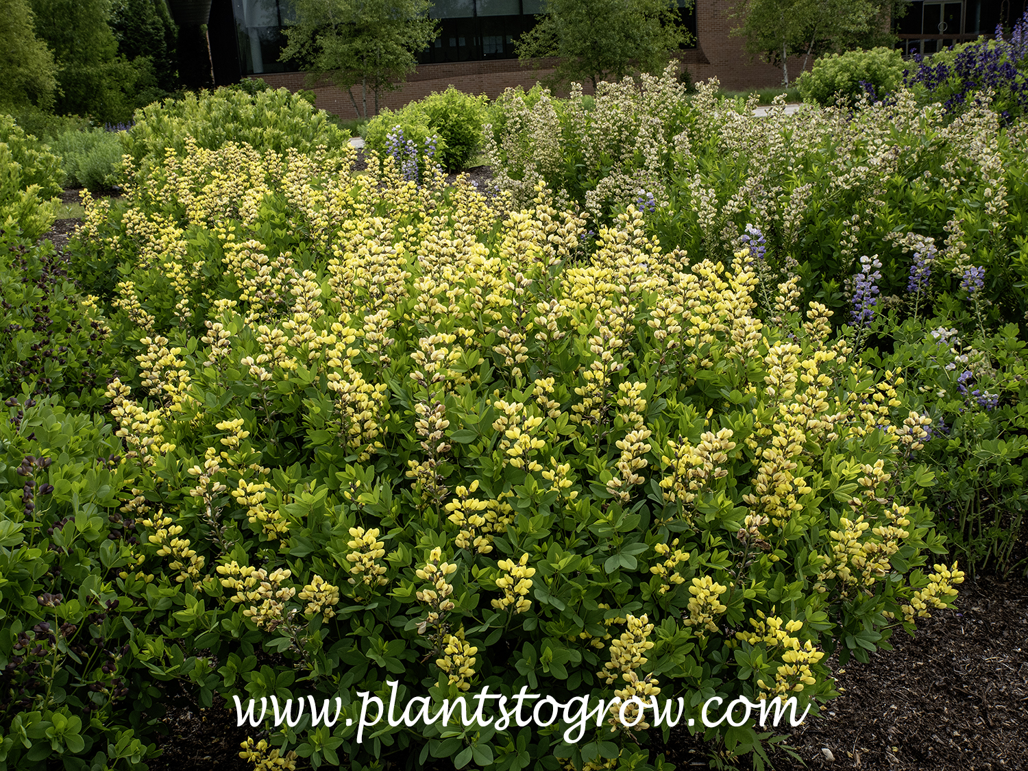 'Lemon Meringue' False Indigo (Baptisia) | Plants To Grow Plants ...