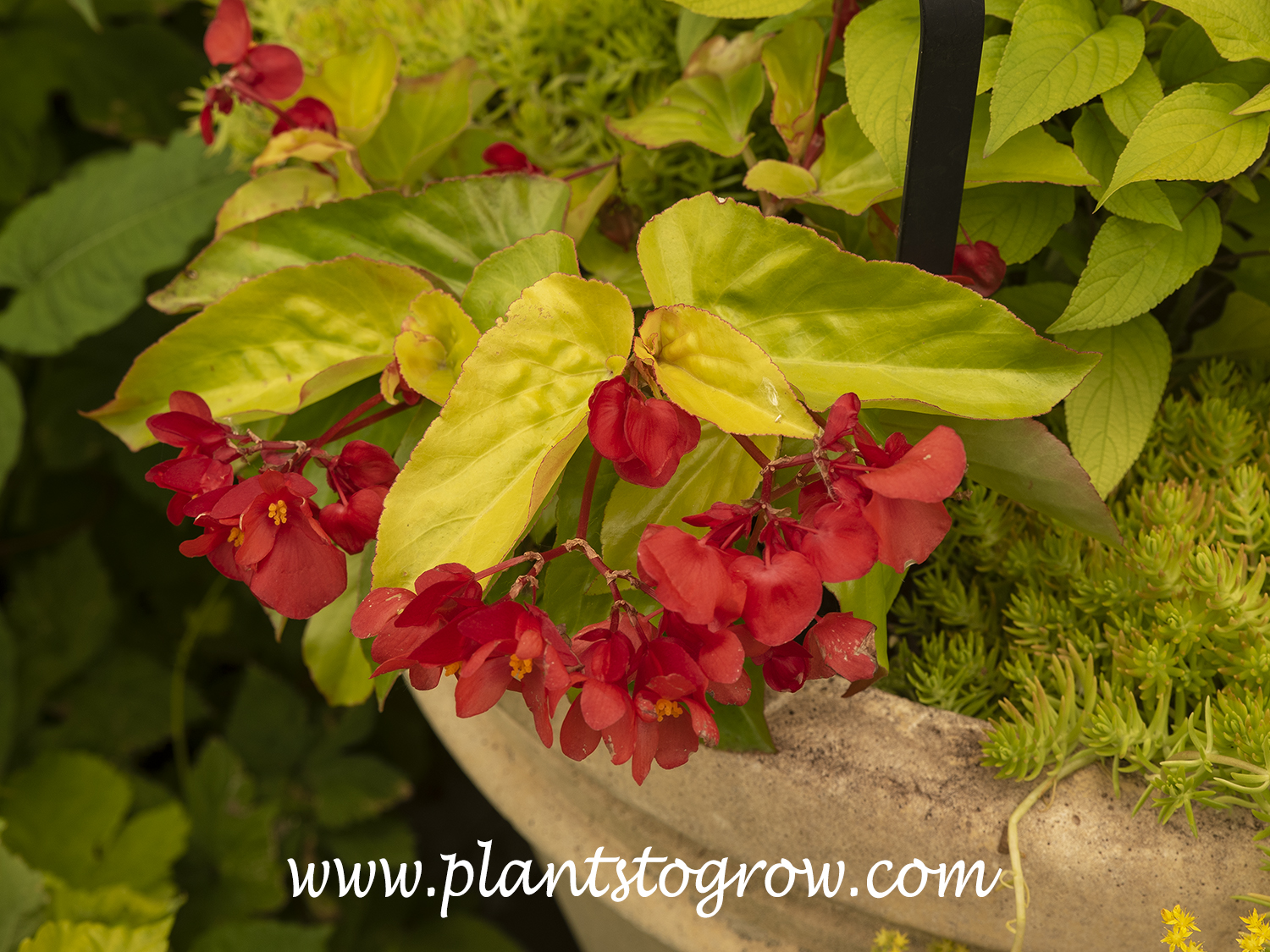 'Canary Wing' Begonia | Plants To Grow Plants Database by Paul S. Drobot