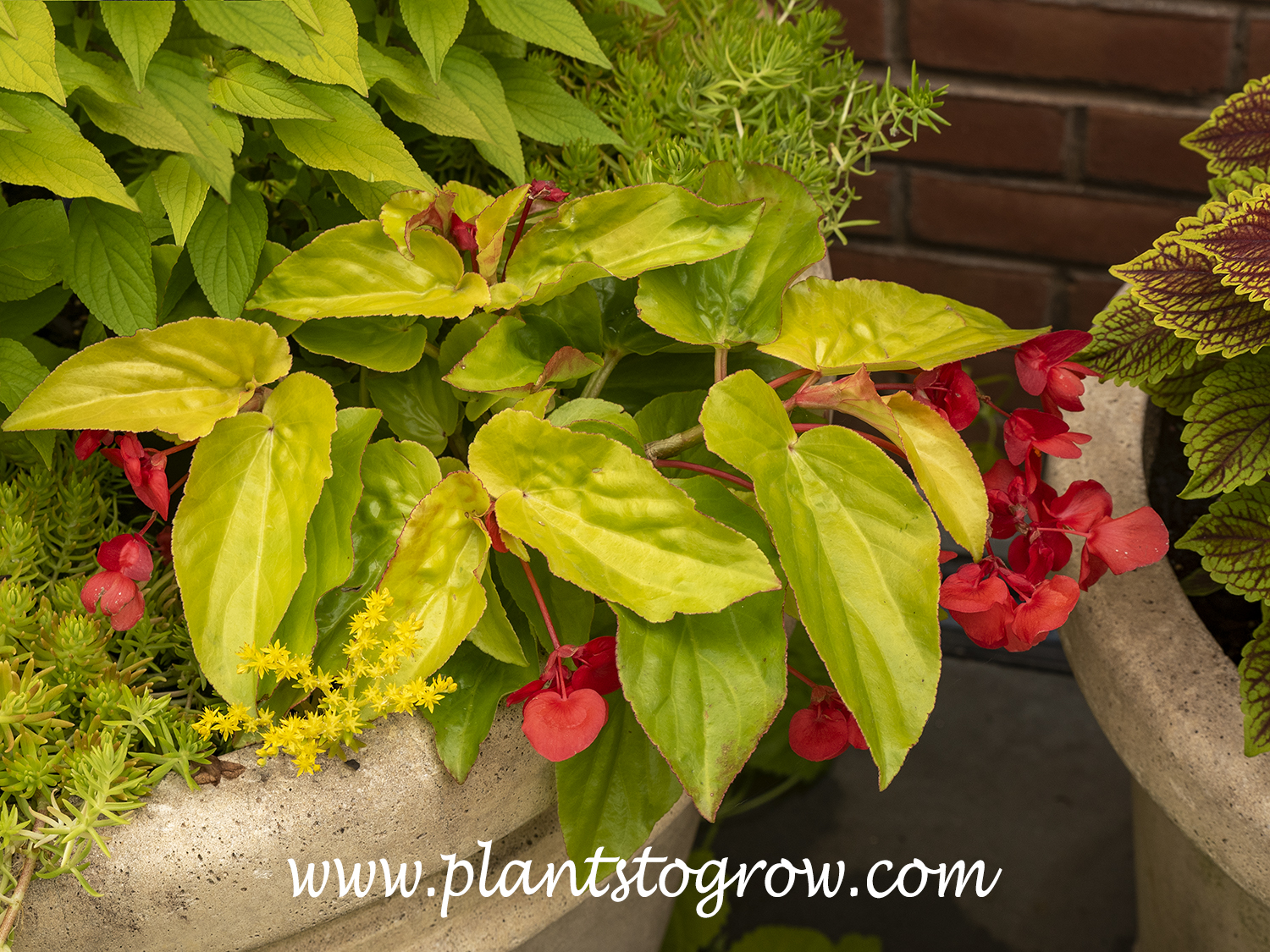'Canary Wing' Begonia | Plants To Grow Plants Database by Paul S. Drobot