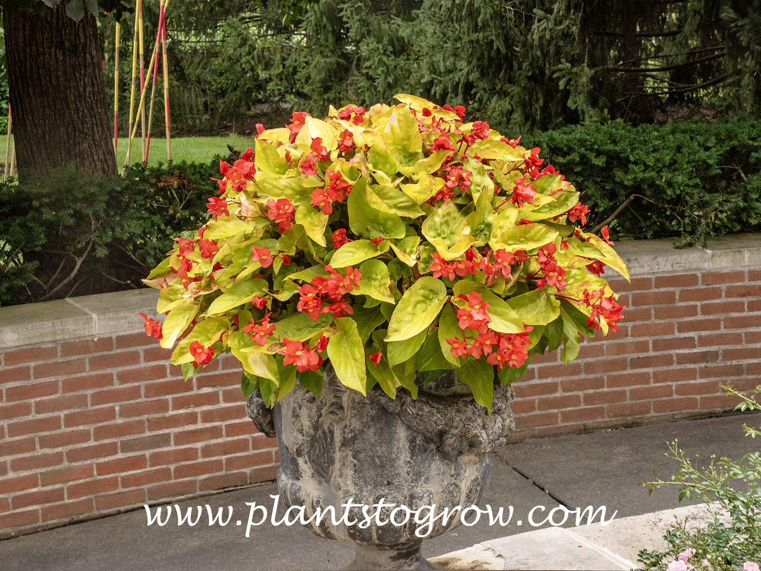 'Canary Wing' Begonia | Plants To Grow Plants Database by Paul S. Drobot