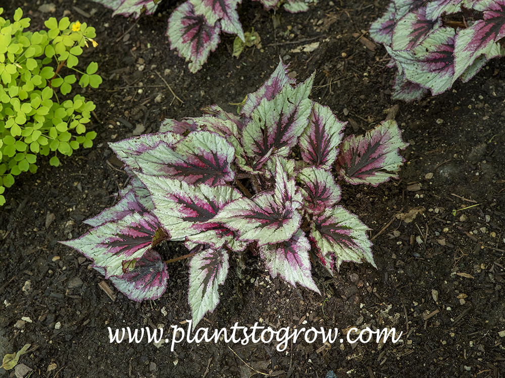 Begonia Shadow King series | Plants To Grow Plants Database by Paul S ...