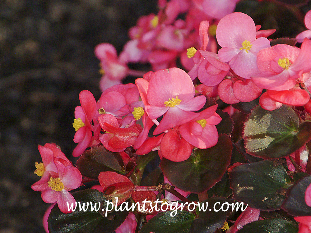 Nightlife Begonias (Begonia x semperflorens) | Plants To Grow Plants ...