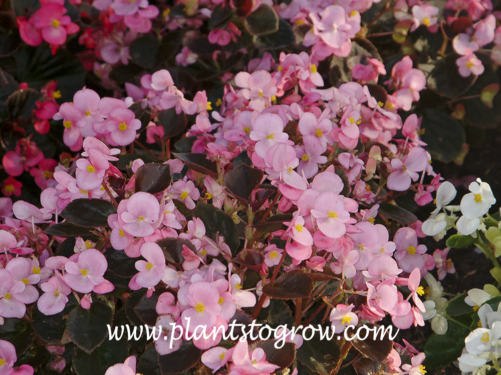 Nightlife Begonias (Begonia x semperflorens) | Plants To Grow Plants ...