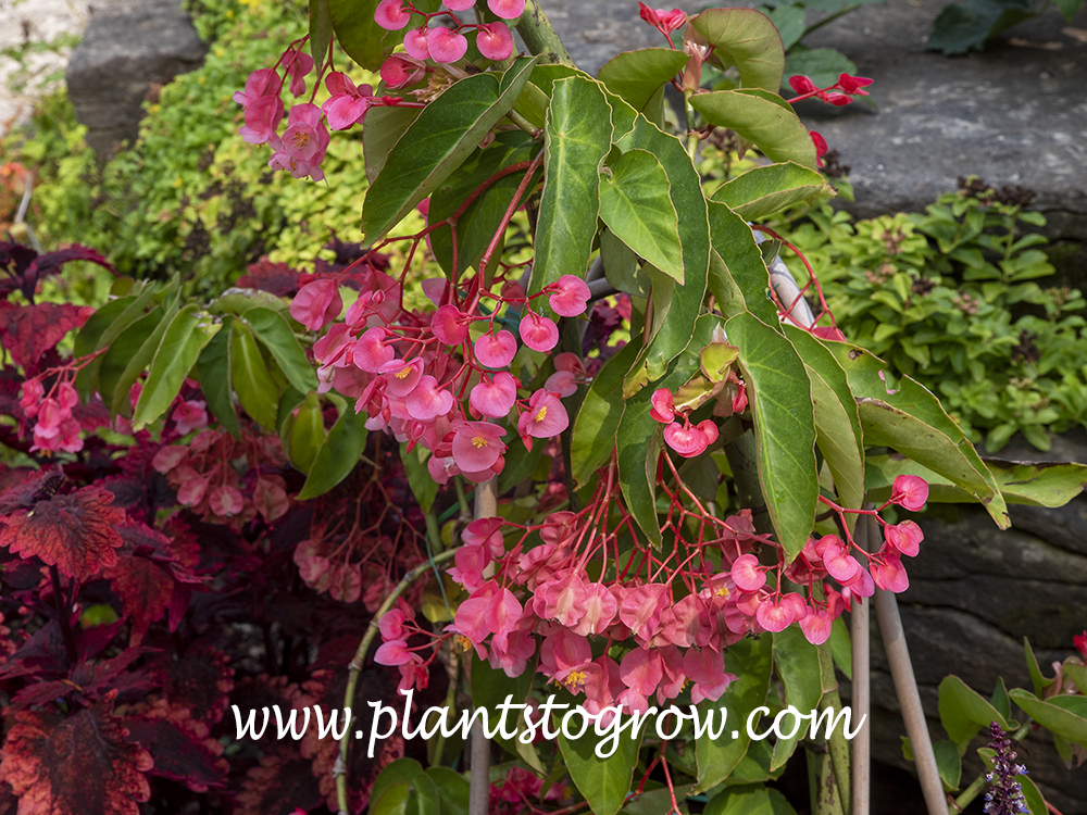 Begonia coccinea Pink Shasta | Plants To Grow Plants Database by Paul S ...