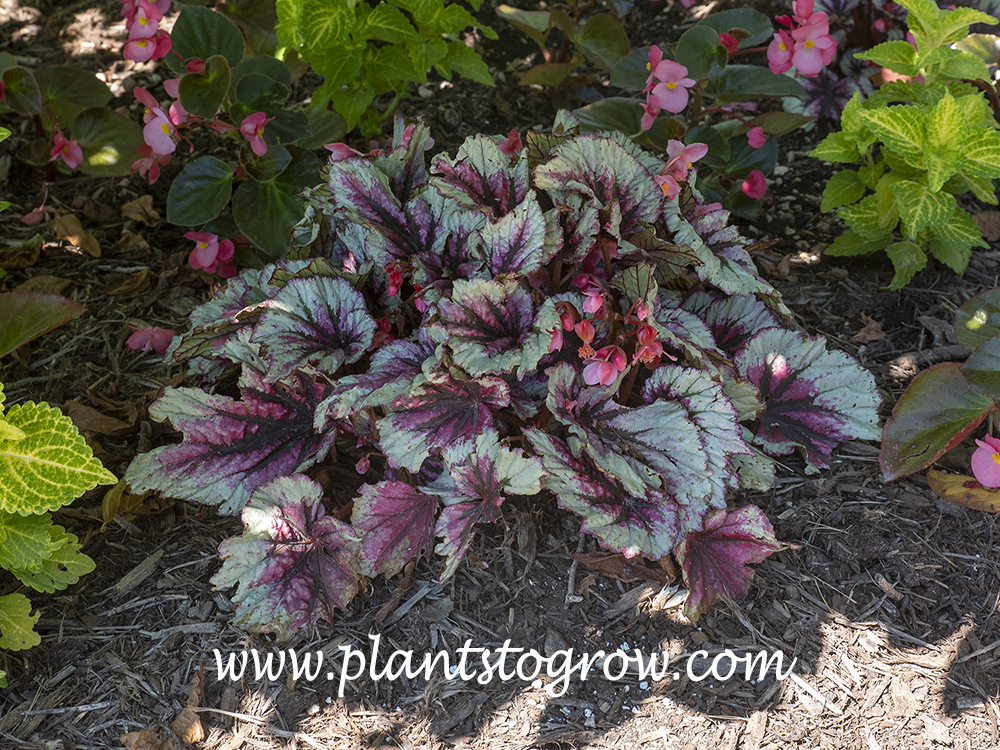 Shadow King Rex Begonia at Ruby Godfrey blog