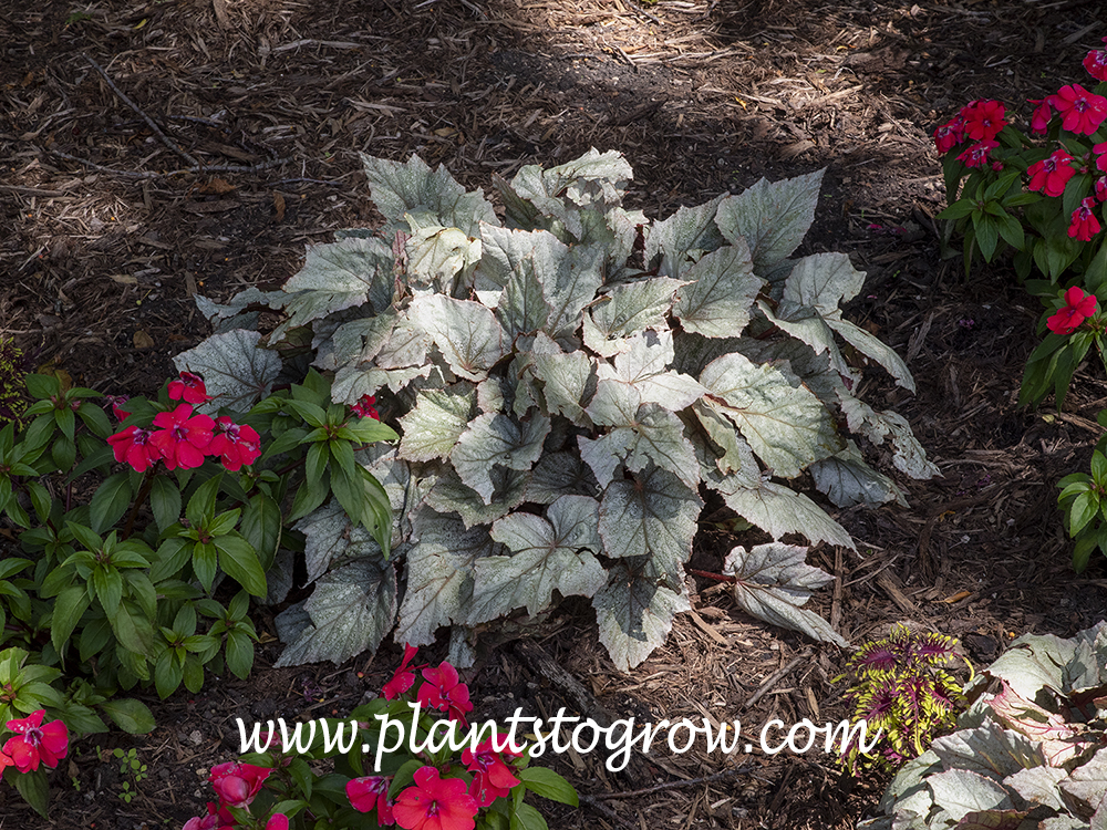Begonia Shadow King series | Plants To Grow Plants Database by Paul S ...