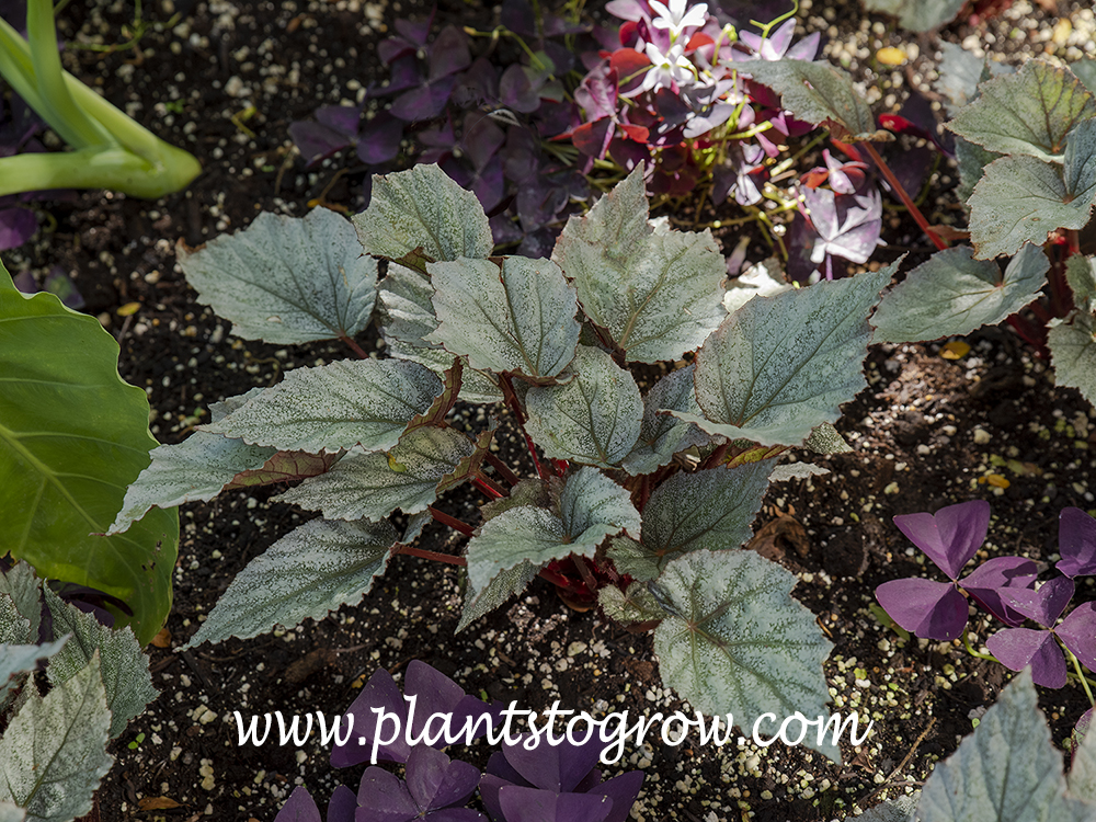 Begonia Shadow King series | Plants To Grow Plants Database by Paul S ...