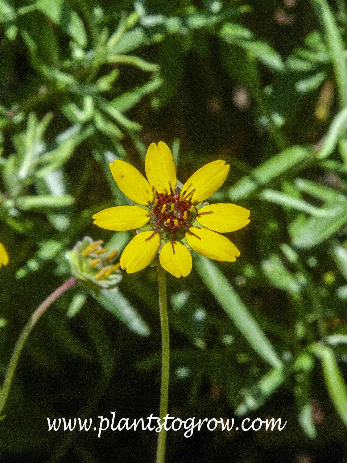 Chocolate Daisy (Berlandiera Lyrata) at Craig Cox blog