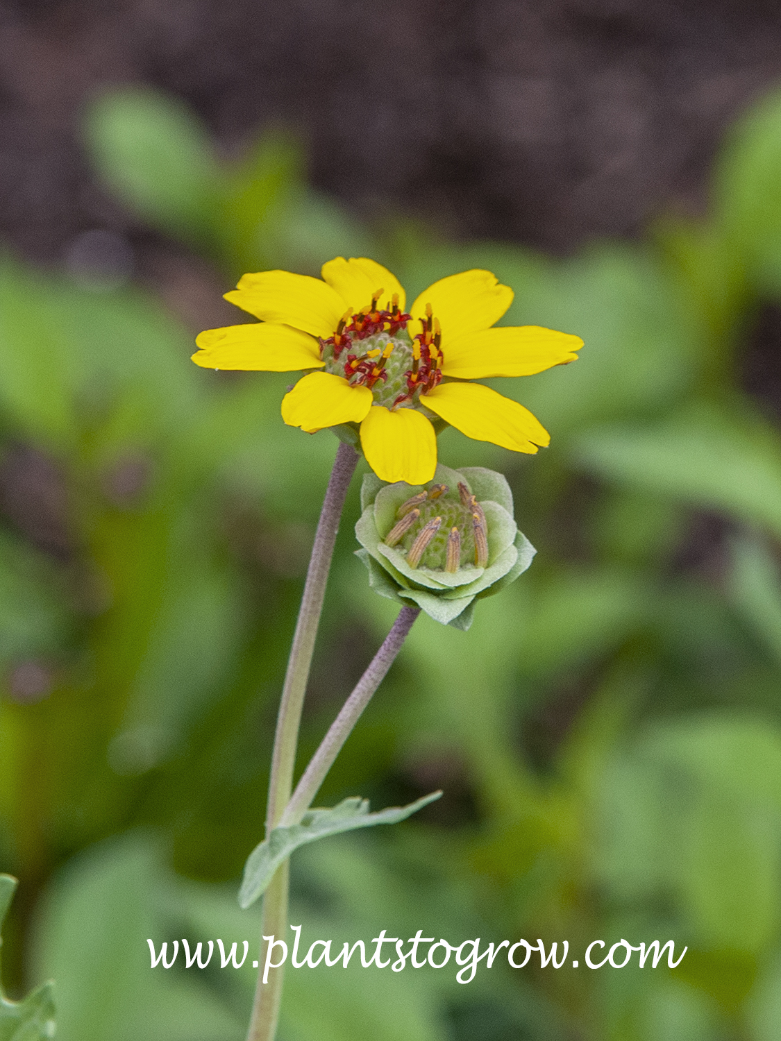 Chocolate Daisy (Berlandiera Lyrata) at Craig Cox blog