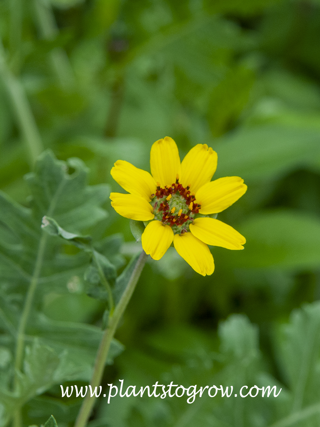 Chocolate Daisy (Berlandiera lyrata) | Plants To Grow Plants Database ...