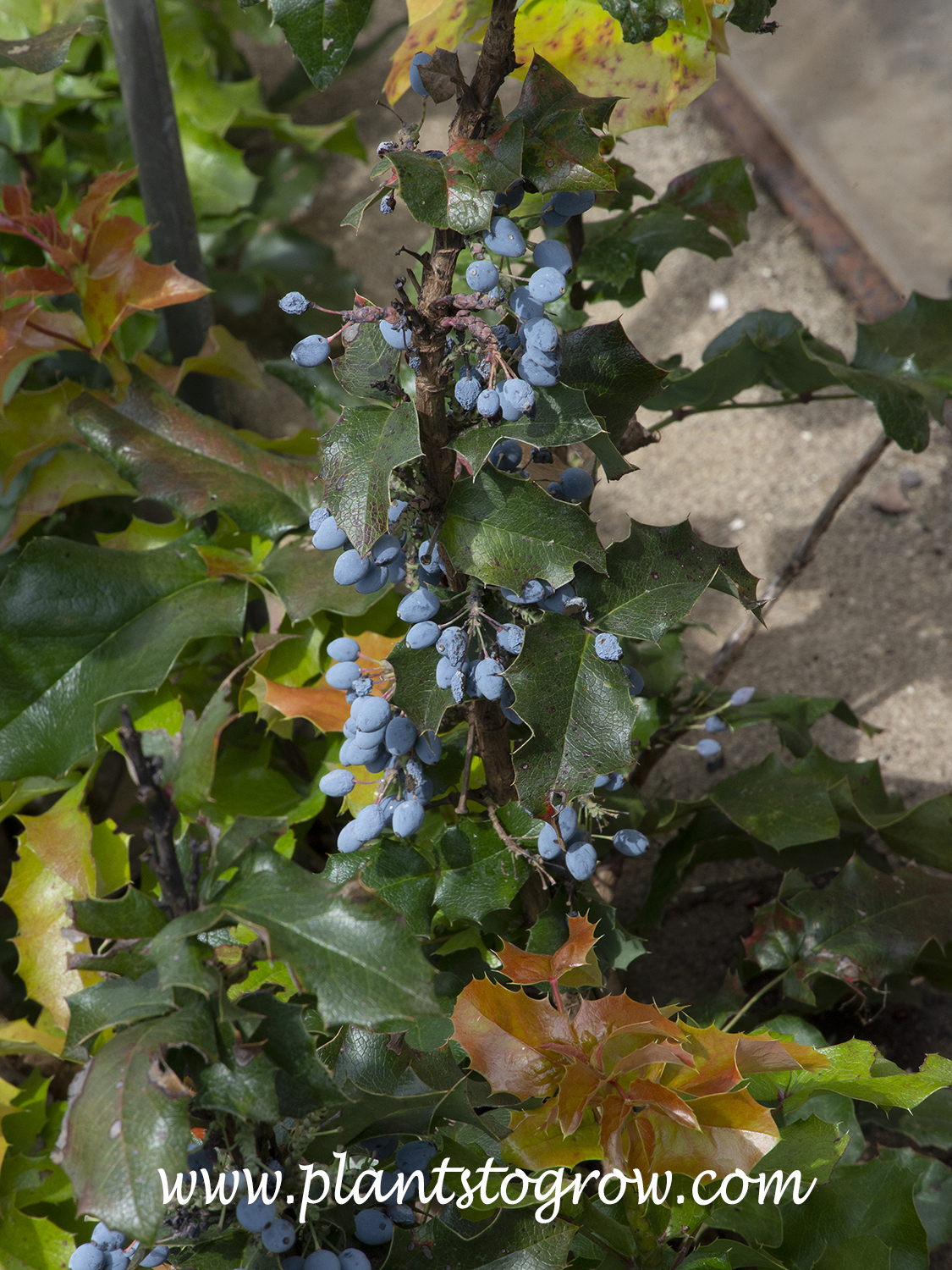 'Orange Flame" Oregon Grape Holly (Mahonia aquifolium) | Plants To Grow ...