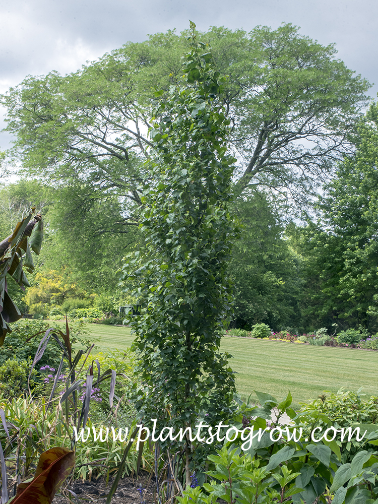 Parkland Pillar Birch (Betula) | Plants To Grow Plants Database by Paul ...