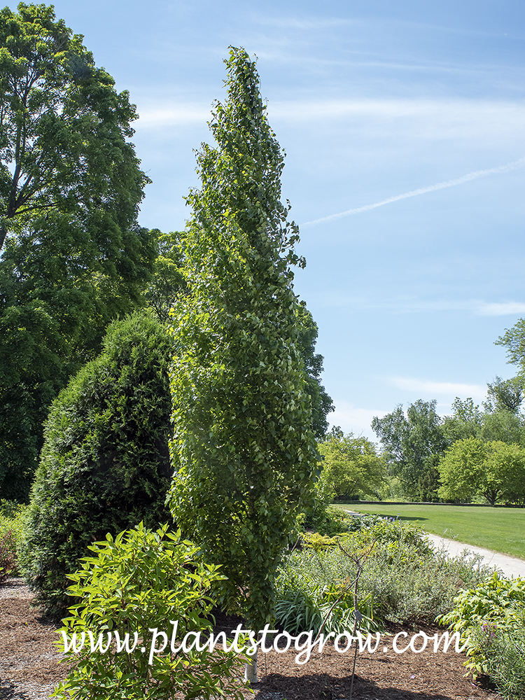 Parkland Pillar Birch (Betula) | Plants To Grow Plants Database by Paul ...