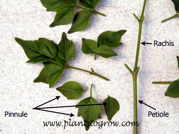 bipinnate compound | Plants To Grow Plants Database by Paul S. Drobot