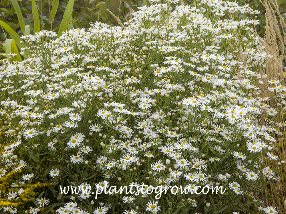 Snowbank Boltonia (Boltonia asteroides) | Plants To Grow Plants ...