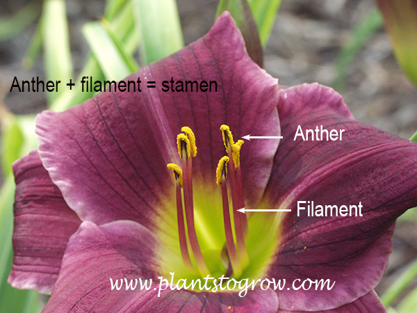 male flower parts | Plants To Grow Plants Database by Paul S. Drobot