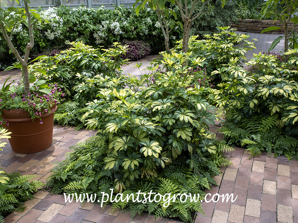 Variegated Schefflera Plant