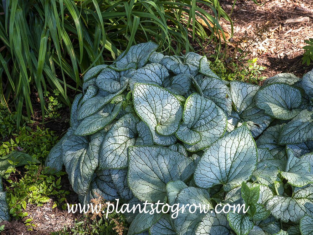 Silver Heart Siberian Bugloss (Brunnera macrophylla) | Plants To Grow ...