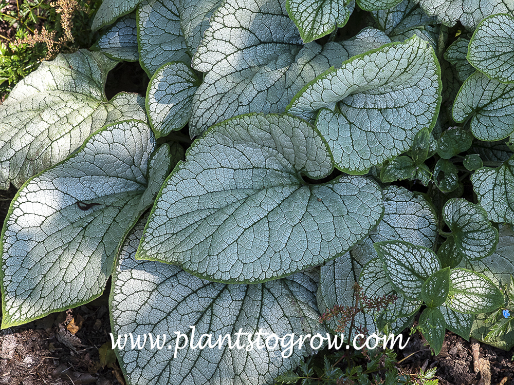 Silver Heart Siberian Bugloss (Brunnera macrophylla) | Plants To Grow ...