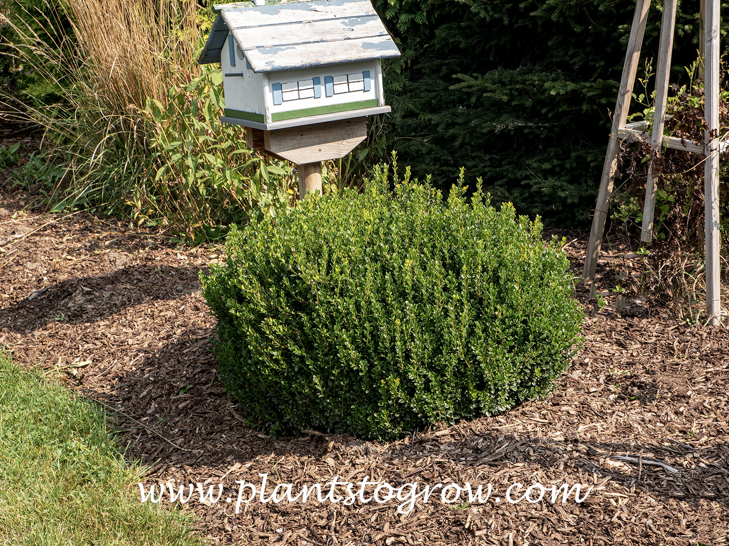 Little Missy Boxwood | Plants To Grow Plants Database by Paul S. Drobot