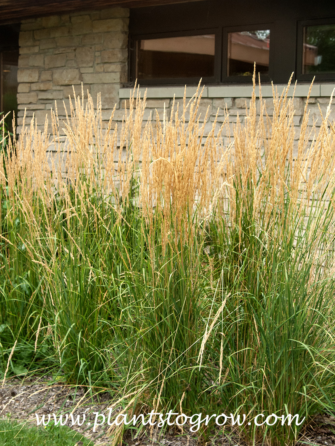 Ovedam Feather Reed Grass (Calamagrostis arundinacea) | Plants To Grow ...