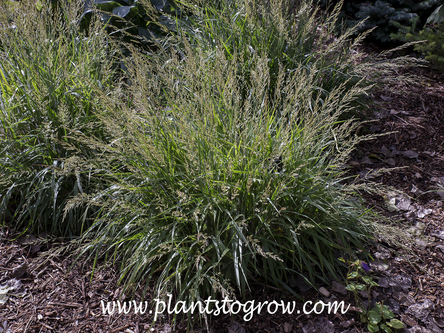 Calamagrostis 'Cheju-Do' (Calamagrostis) | Plants To Grow Plants ...