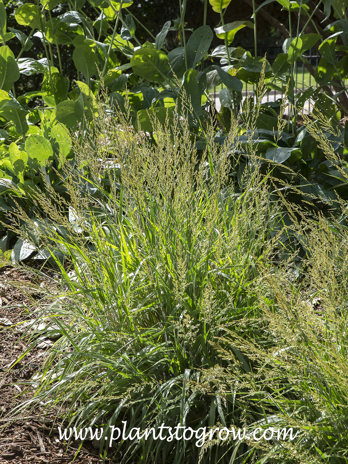 Calamagrostis 'Cheju-Do' (Calamagrostis) | Plants To Grow Plants ...