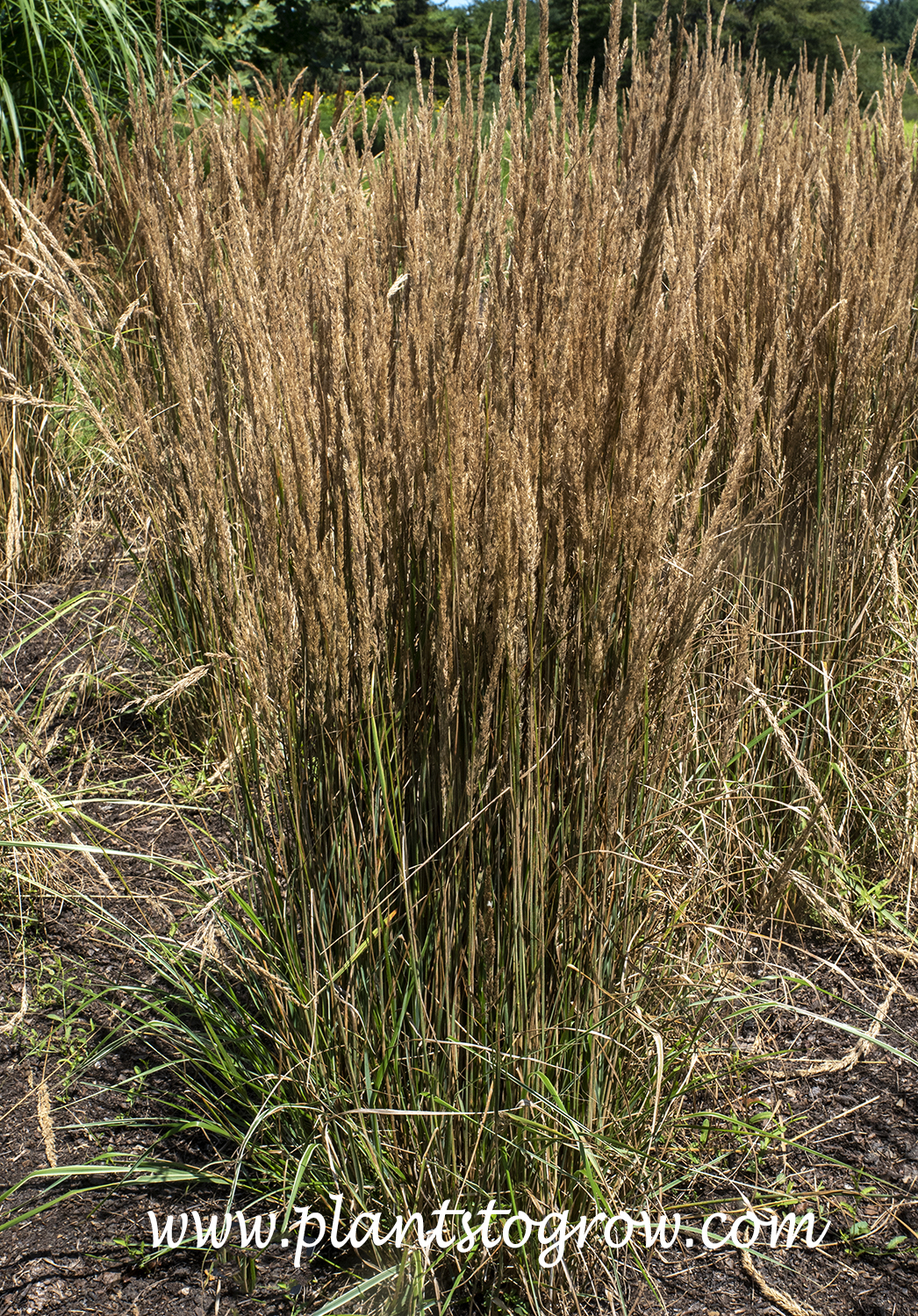 'Hello Spring; Feather Reed Grass (Calamagrostis acutiflora) | Plants ...