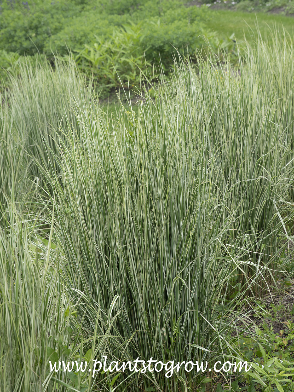 'Hello Spring; Feather Reed Grass (Calamagrostis acutiflora) | Plants ...