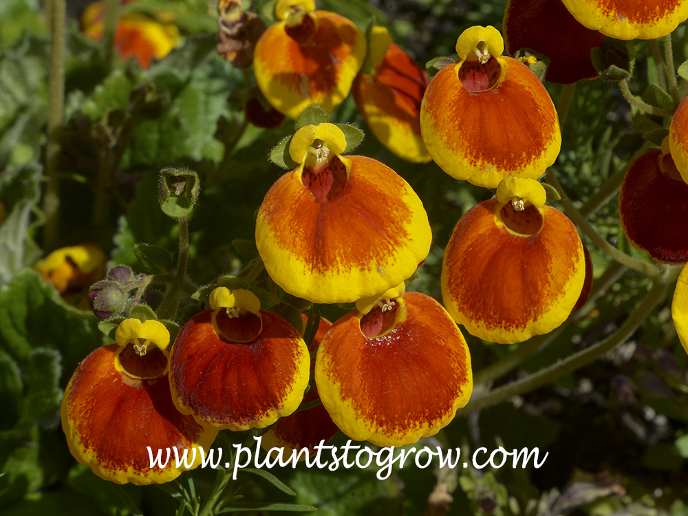 Calceolaria Calynopsis (Calceolaria) | Plants To Grow Plants Database ...