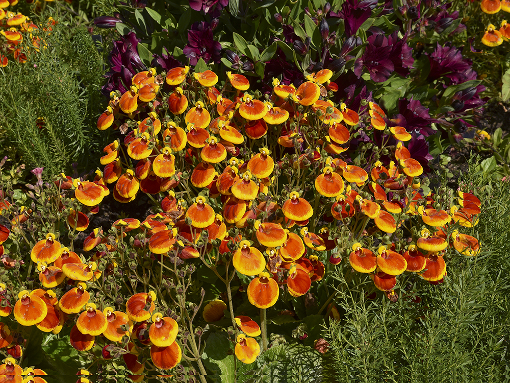 Calceolaria Calynopsis (Calceolaria) | Plants To Grow Plants Database ...