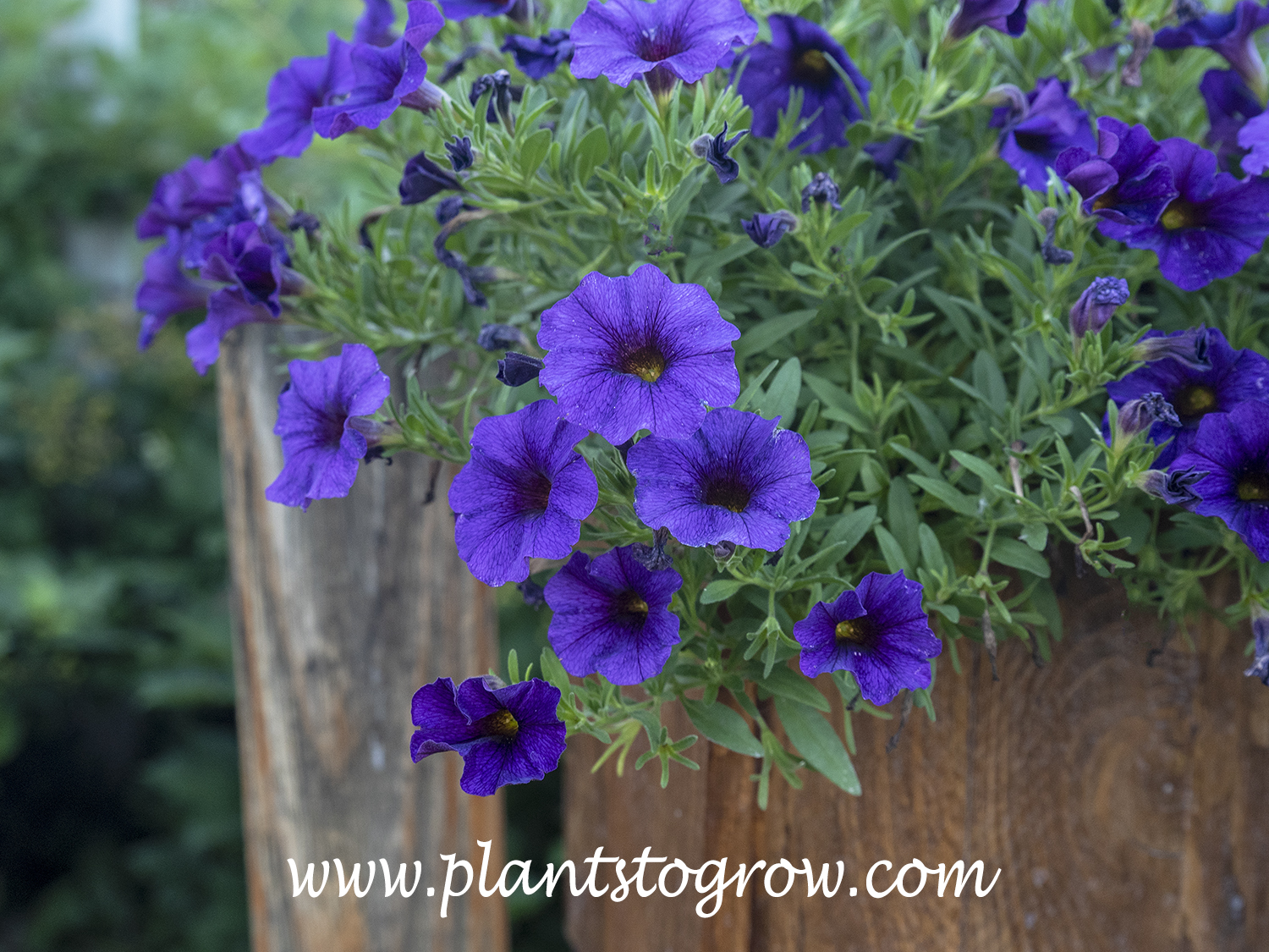 Petchoa Super Cal | Plants To Grow Plants Database by Paul S. Drobot