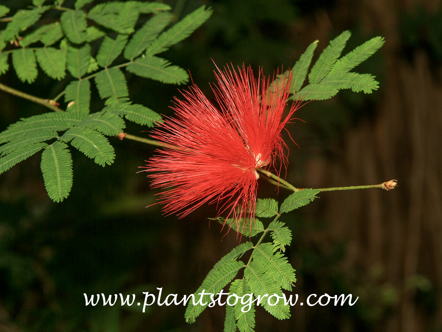 Red Tassel flower (Calliandra tweedii) | Plants To Grow Plants Database ...