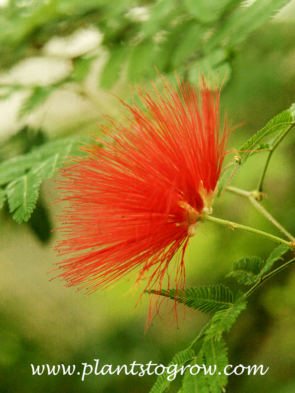 Red Tassel flower (Calliandra tweedii) | Plants To Grow Plants Database ...