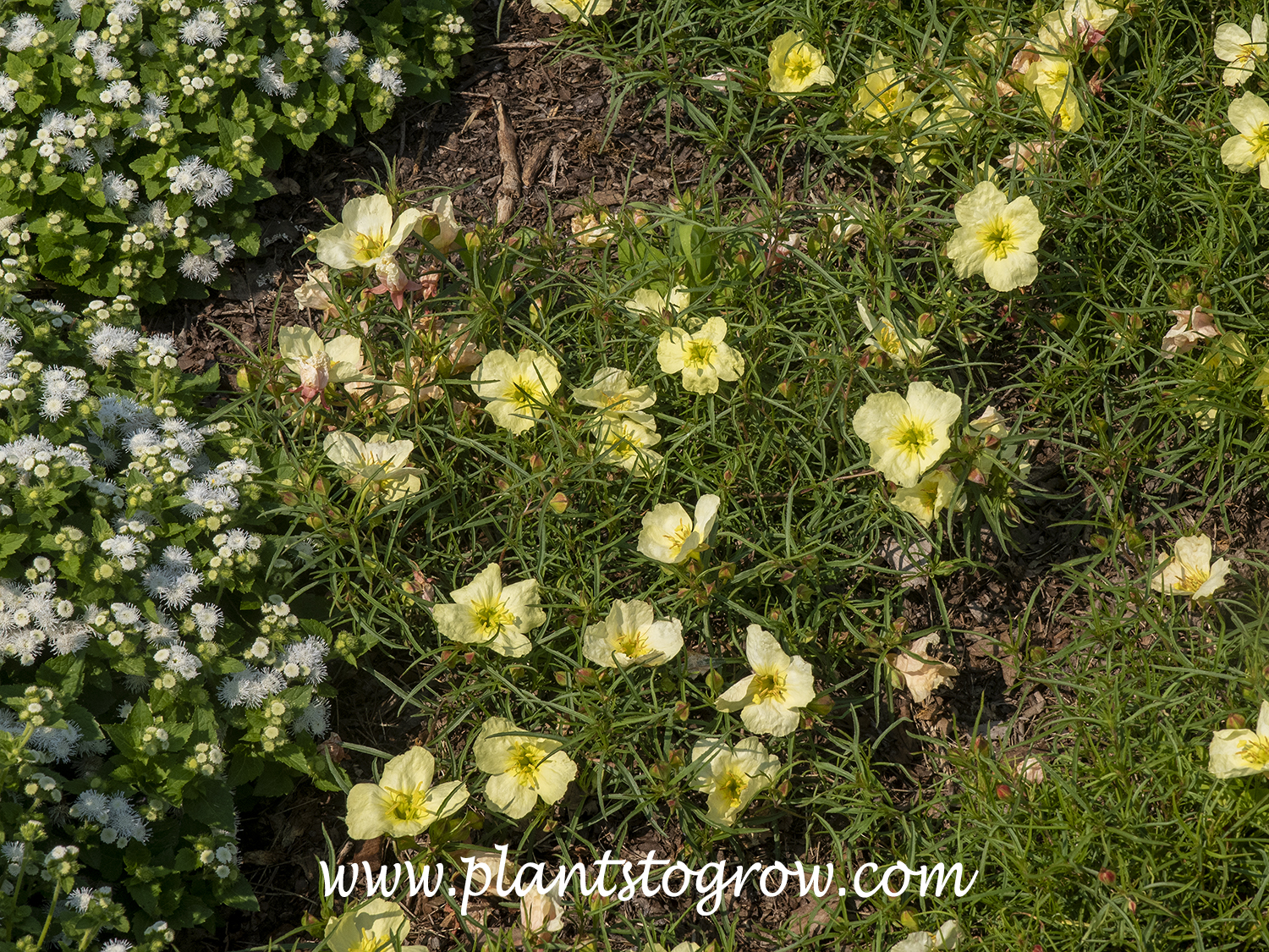 'Lady Bird' series Texas Primrose (Calylophus) | Plants To Grow Plants ...