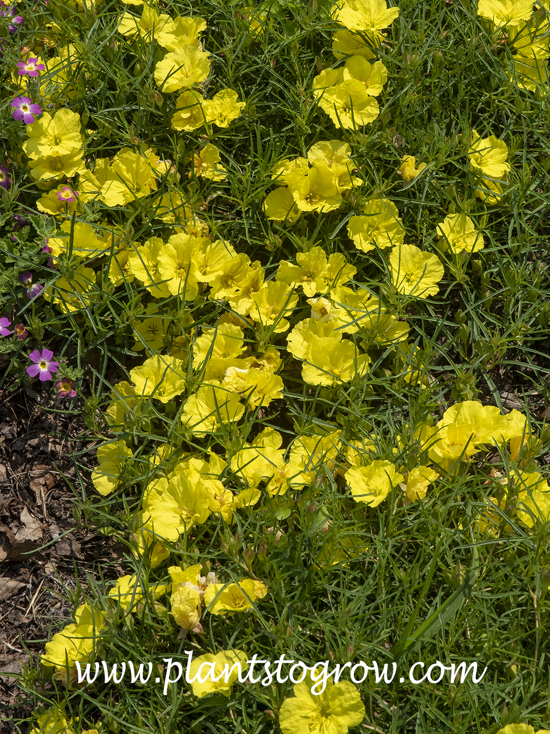 'Lady Bird' series Texas Primrose (Calylophus) | Plants To Grow Plants ...