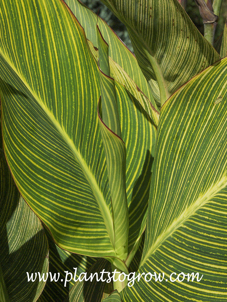 Canna Bengal Tiger | Plants To Grow Plants Database by Paul S. Drobot
