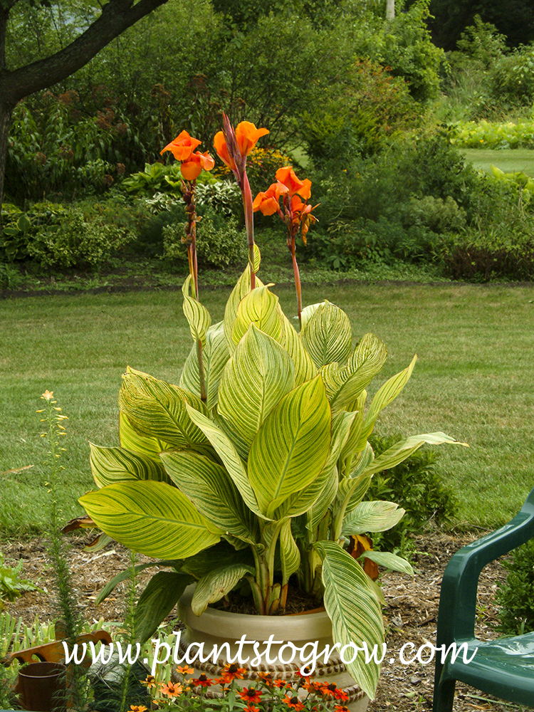 Canna Bengal Tiger | Plants To Grow Plants Database by Paul S. Drobot