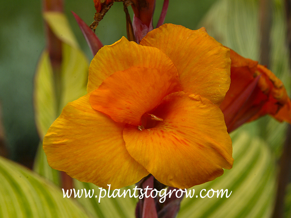 Canna Bengal Tiger | Plants To Grow Plants Database by Paul S. Drobot