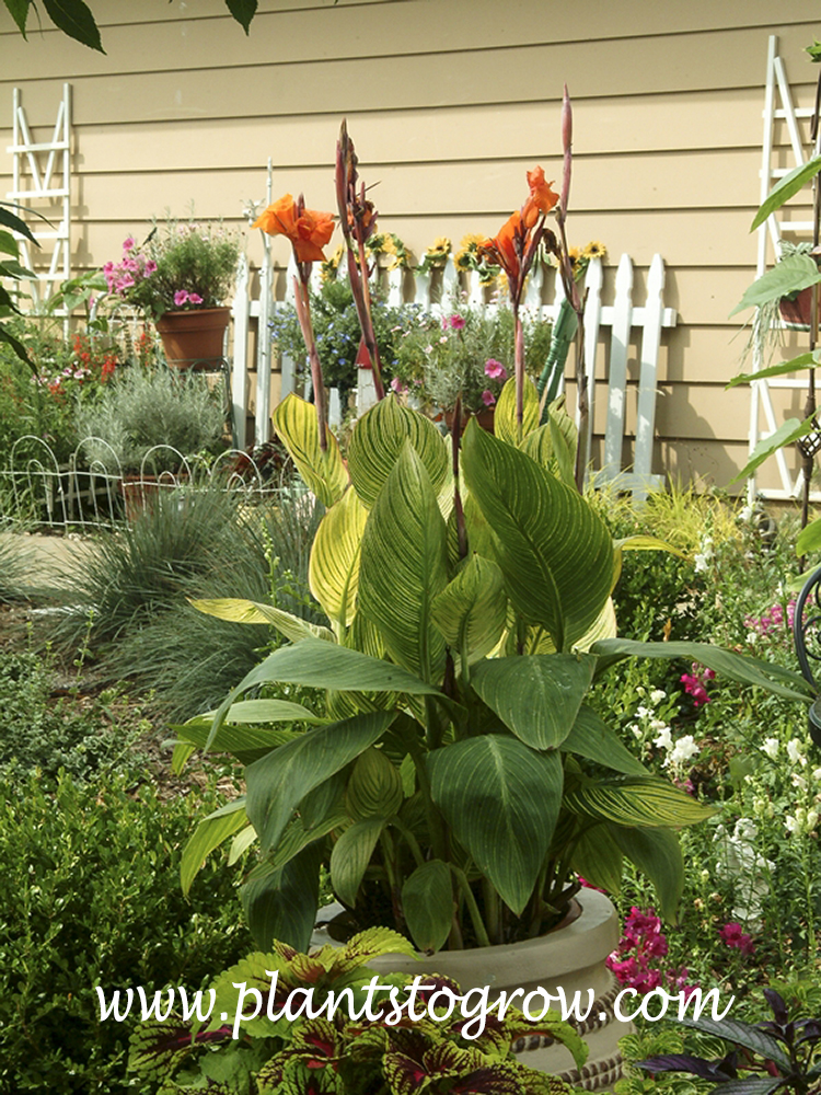 Canna Bengal Tiger | Plants To Grow Plants Database by Paul S. Drobot