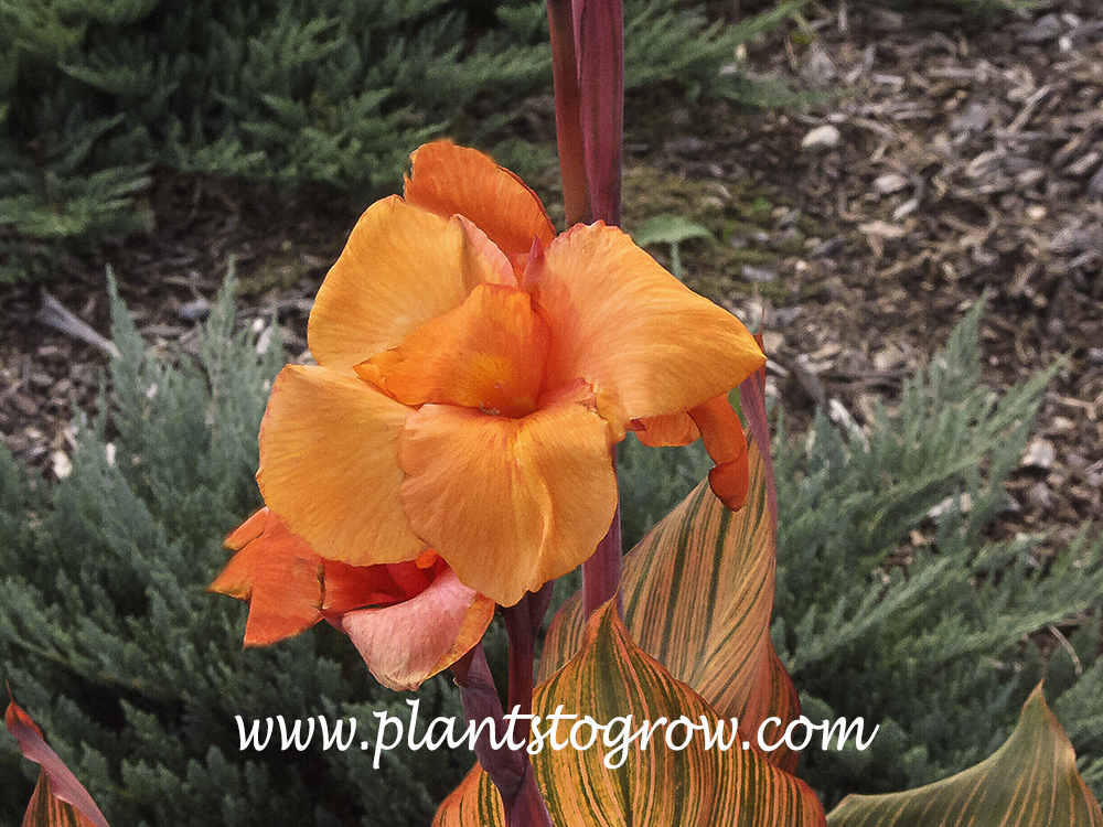 Canna Bengal Tiger | Plants To Grow Plants Database by Paul S. Drobot