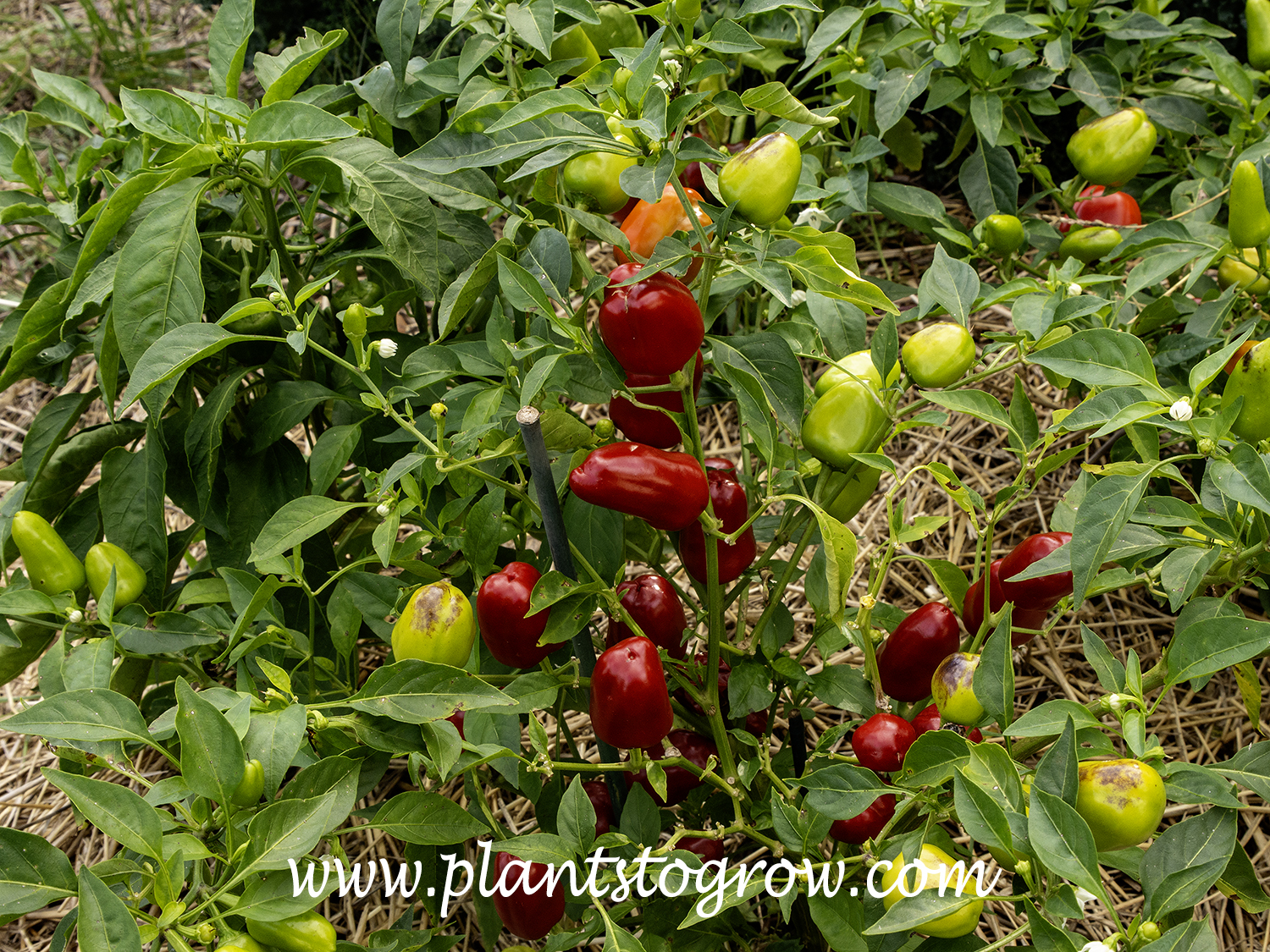 Lunchbox’ Peppers (Capsicum annuum) | Plants To Grow Plants Database by ...